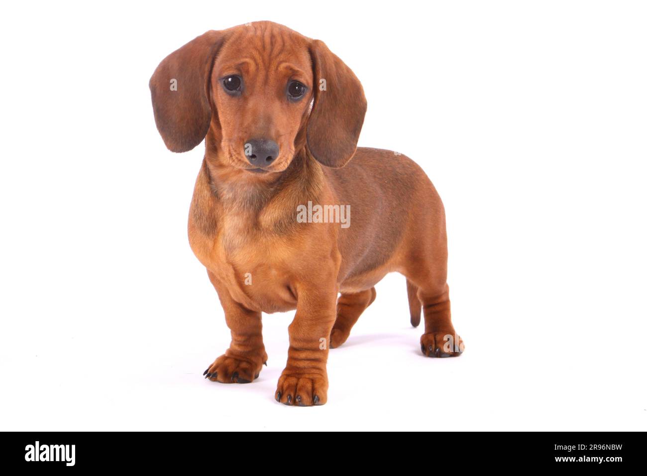 Shorthaired dachshund, red, Dachshund, dachshund Stock Photo - Alamy