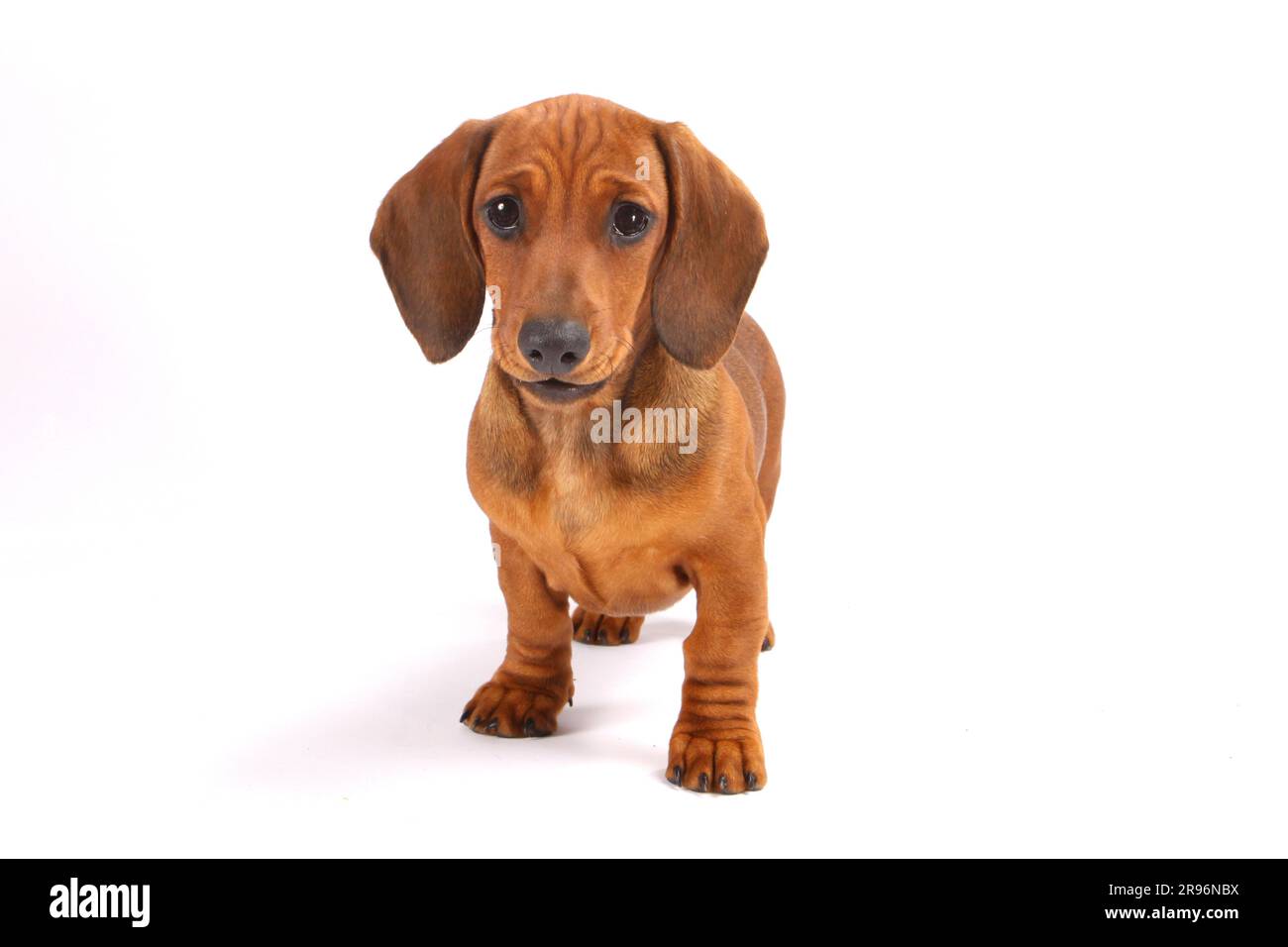 Shorthaired dachshund, red, Dachshund, dachshund Stock Photo - Alamy