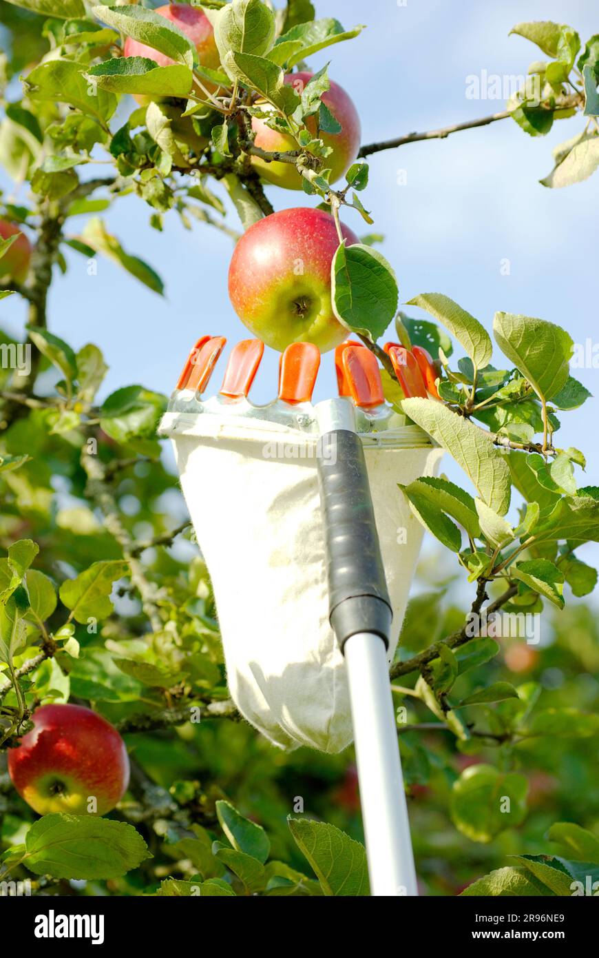 Apple 'Jakob-fisherman', apple harvest with apple picker (Malus ...