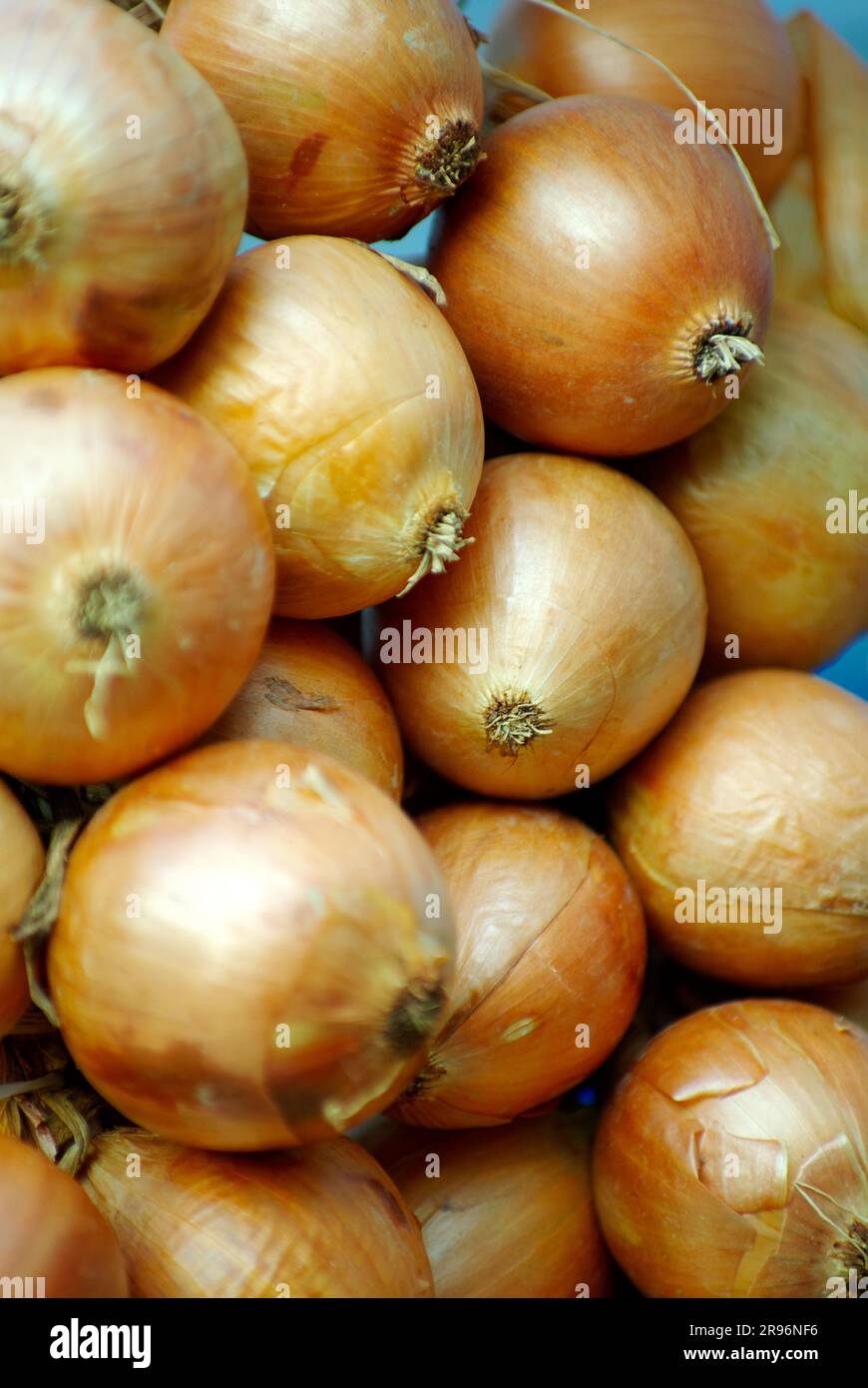 Common onions (Allium cepa Stock Photo - Alamy
