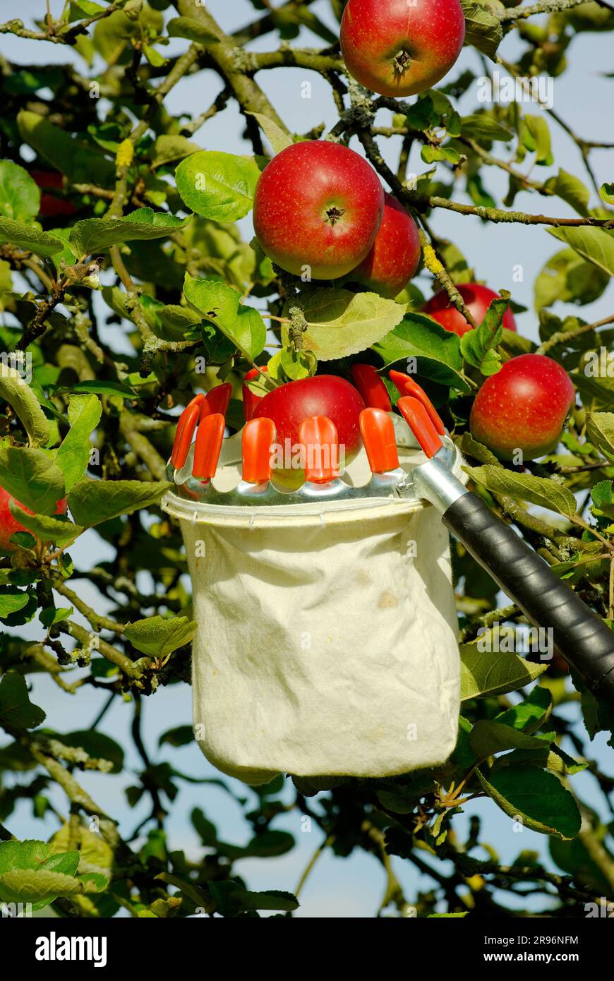 Apple 'Jakob-fisherman', apple harvest with apple picker (Malus ...