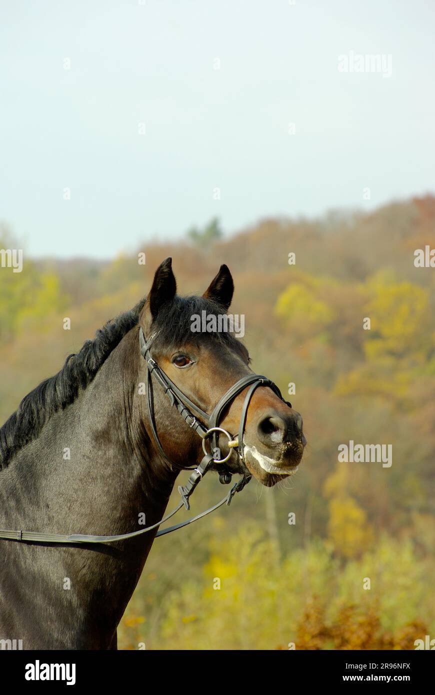 German Riding Pony, Bridle Stock Photo - Alamy