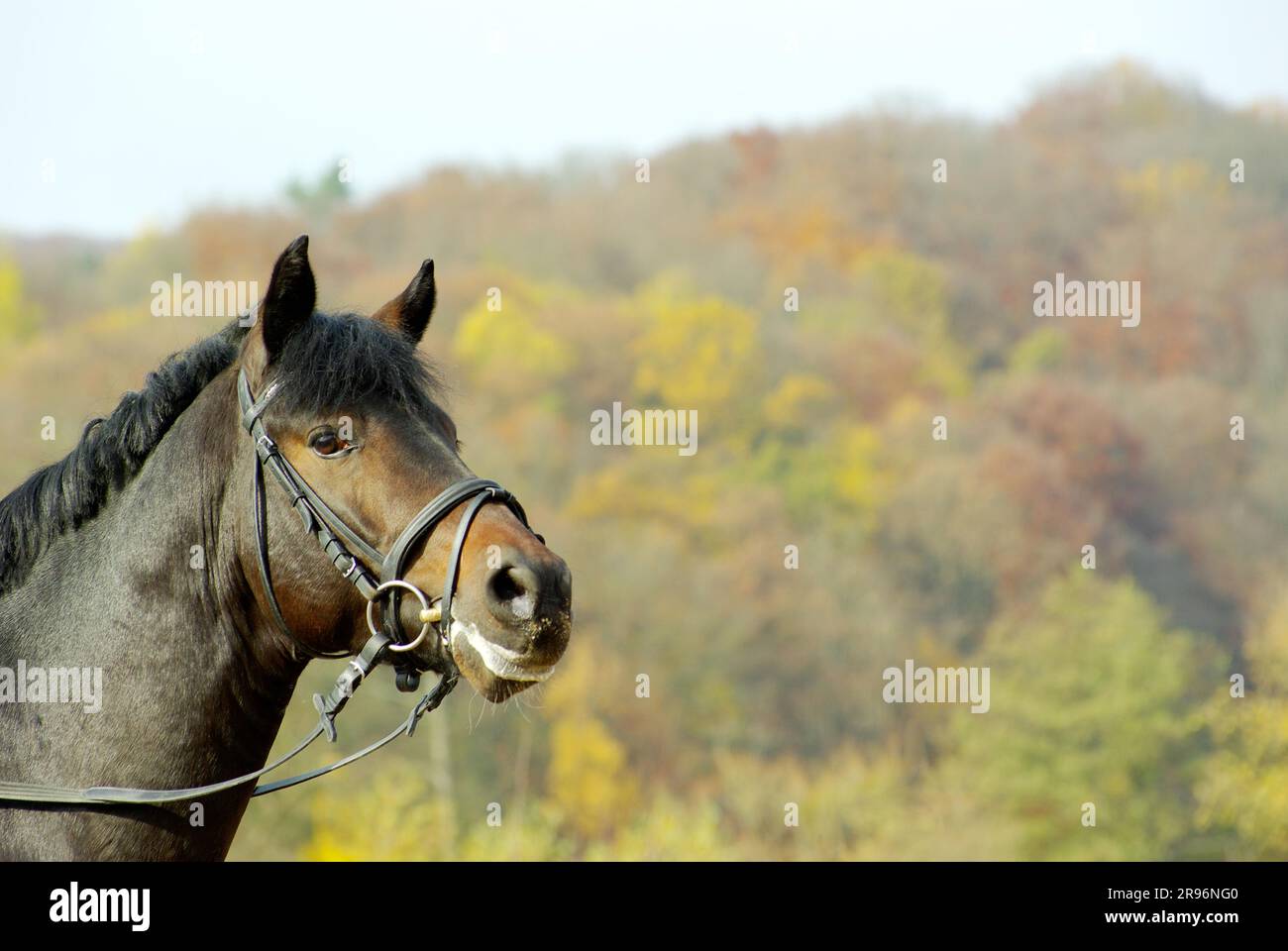 German Riding Pony, Bridle Stock Photo - Alamy