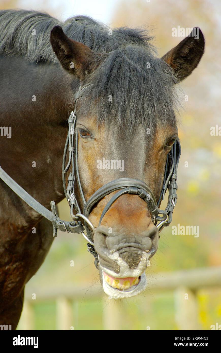 German Riding Pony, Bridle Stock Photo - Alamy