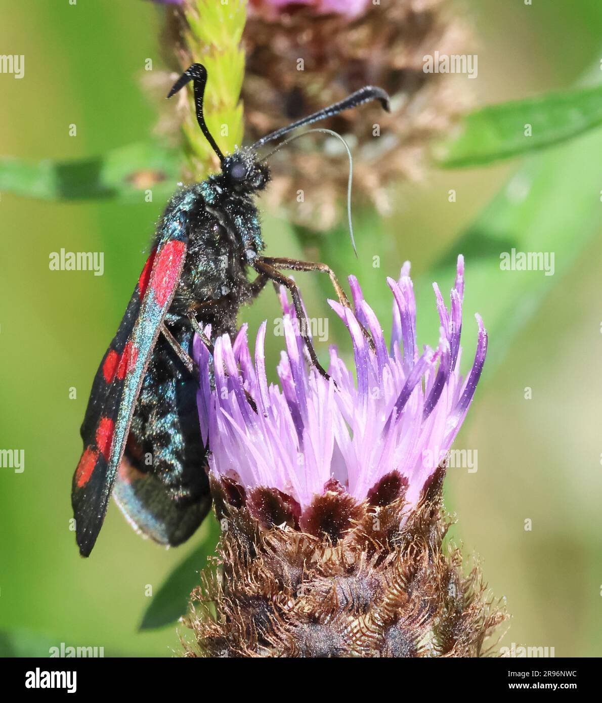 6 Spot Burnet Moth (Zygaena filipendulae) on a thistle head in the ...