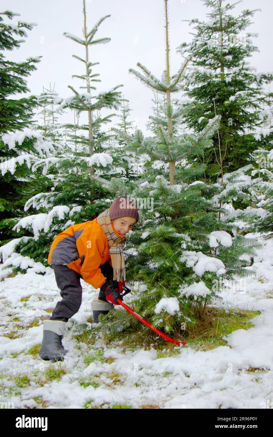 Boy falls Christmas tree, falls, cut, saw off, fir tree Stock Photo - Alamy