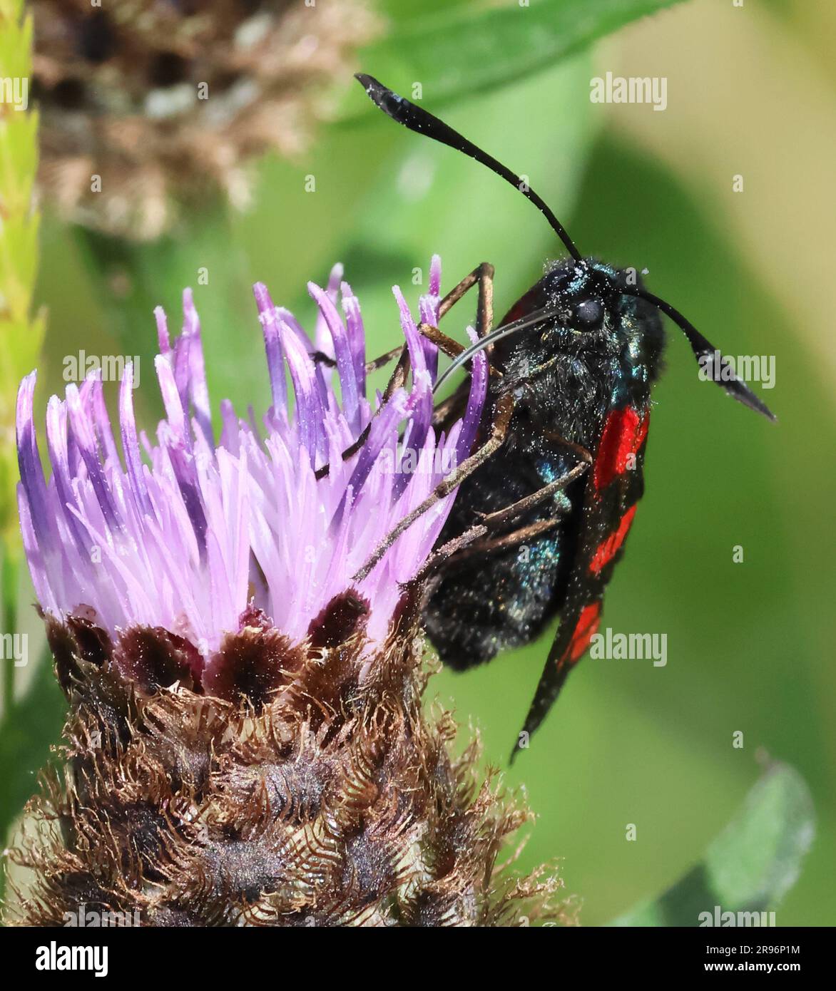 6 Spot Burnet Moth (Zygaena filipendulae) on a thistle head in the ...