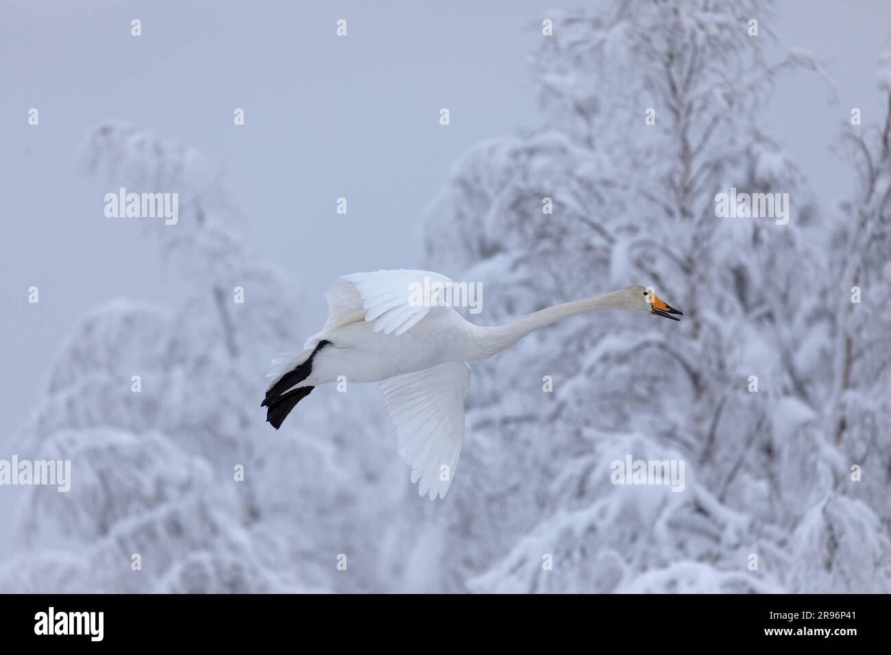 Whooper Swan (Cygnus cygnus) in flight in winter, Lapland, Finland ...