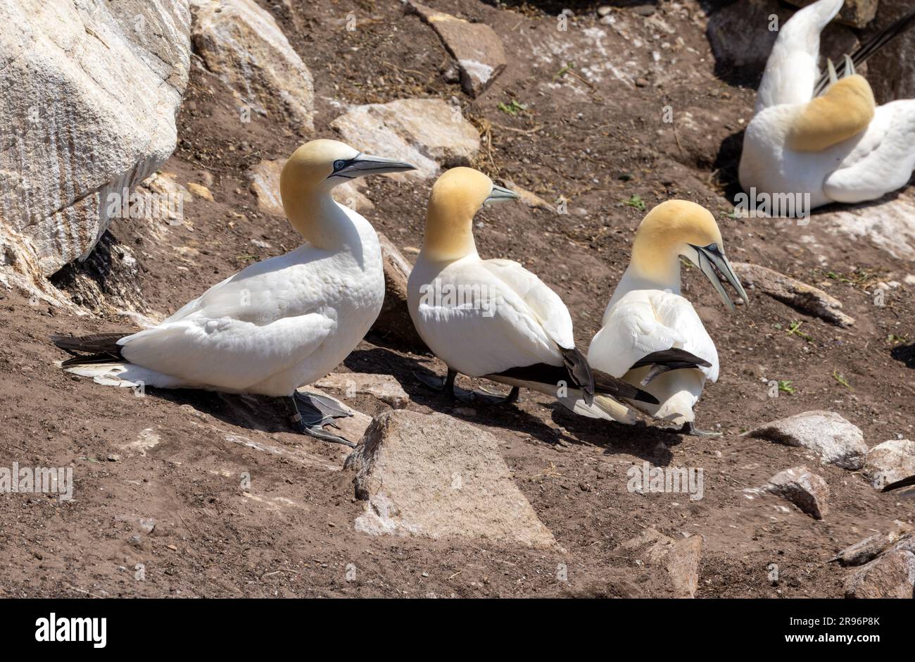 Three Gannets "Morus bassana" on rocky ground. Close up of seabirds ...