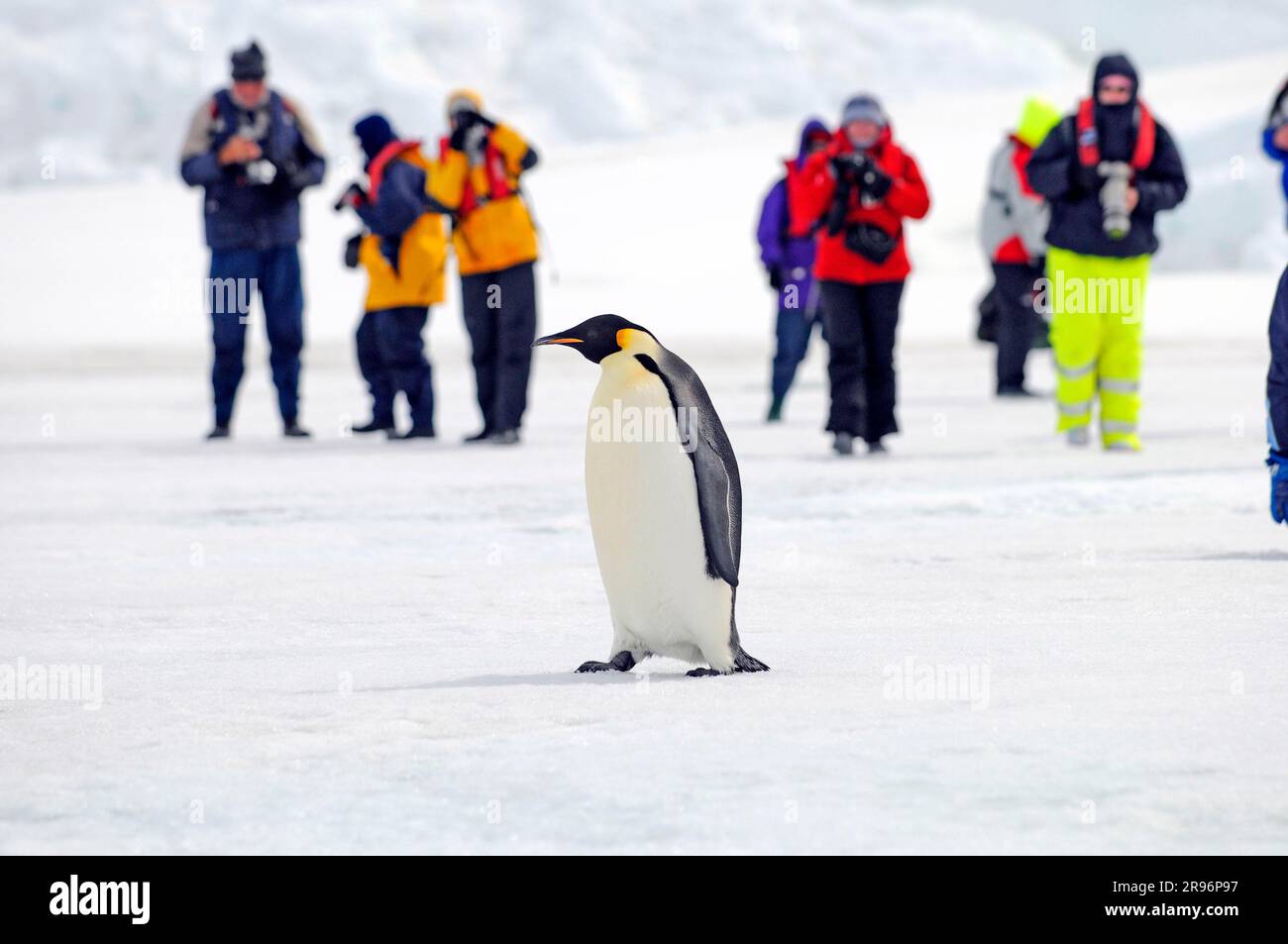 Tourists watching emperor penguin (Aptenodytes foresteri), Antarctica ...