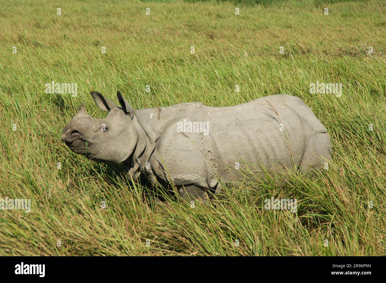 Young Indian Rhinoceros, Kaziranga national park, Assam, India ...