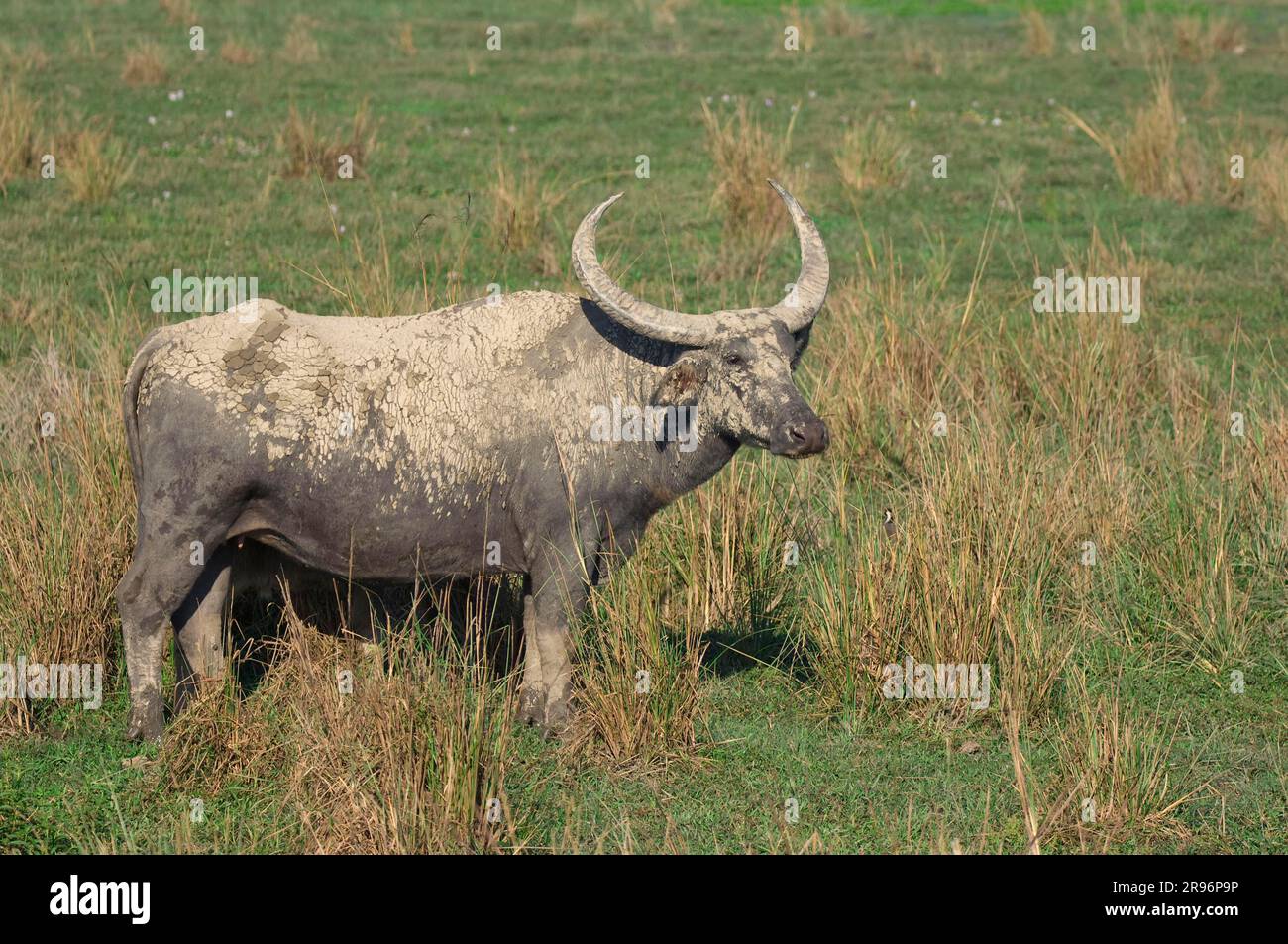 Asian Water Buffalo (Bubalus arnee) (Bos arnee), female, Kaziranga ...