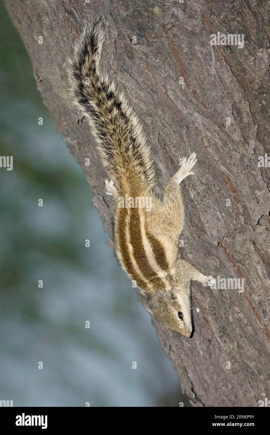 Five-striped Palm Squirrel, Keoladeo national park, India (Funambulus ...