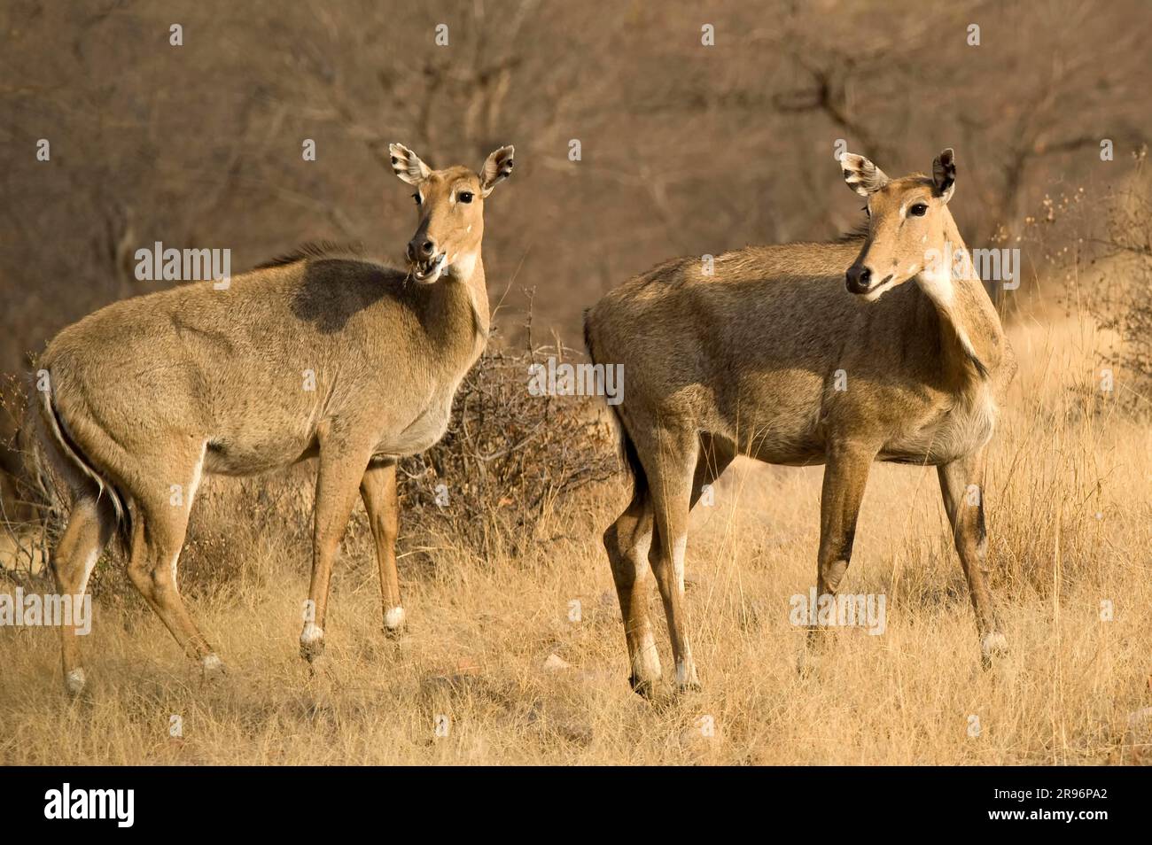 Nilgai (Boselaphus tragocamelus), females, Ranthambore national park ...