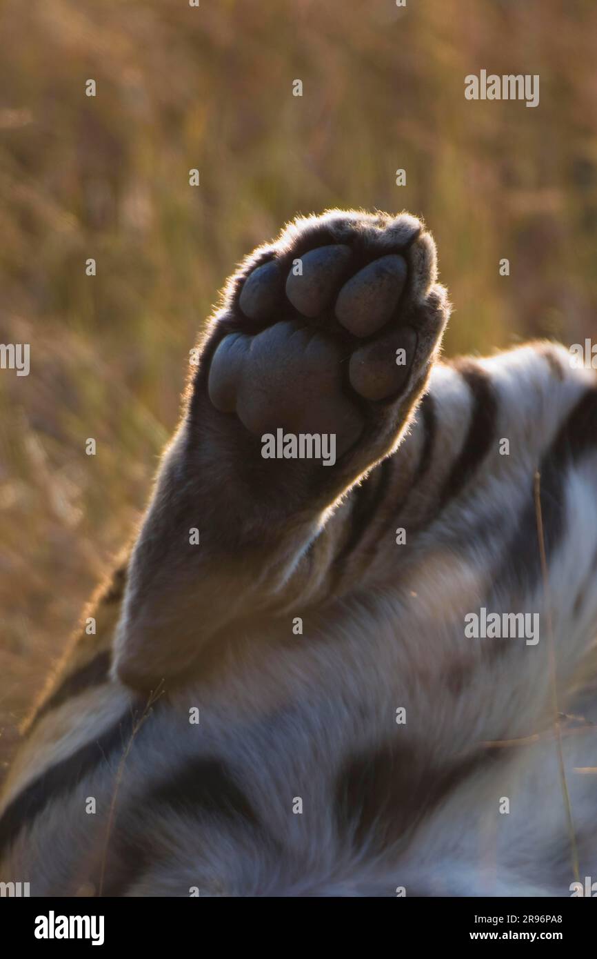 Bengal Tiger (Panthera tigris tigris), paw, Kanha national park, Madhya ...