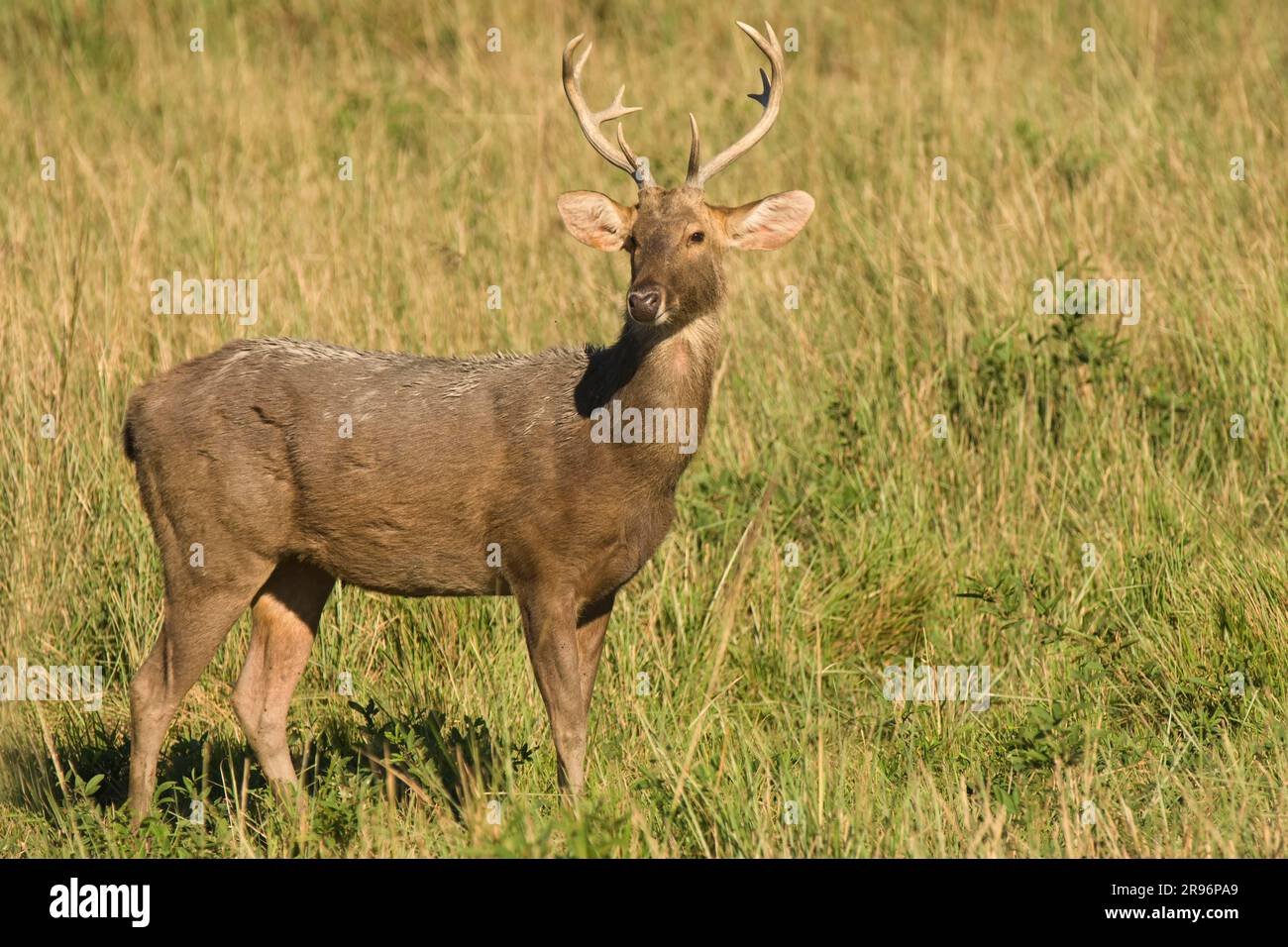 Barasingha (Cervus duvaucelii) Deer, male, Kaziranga national park ...