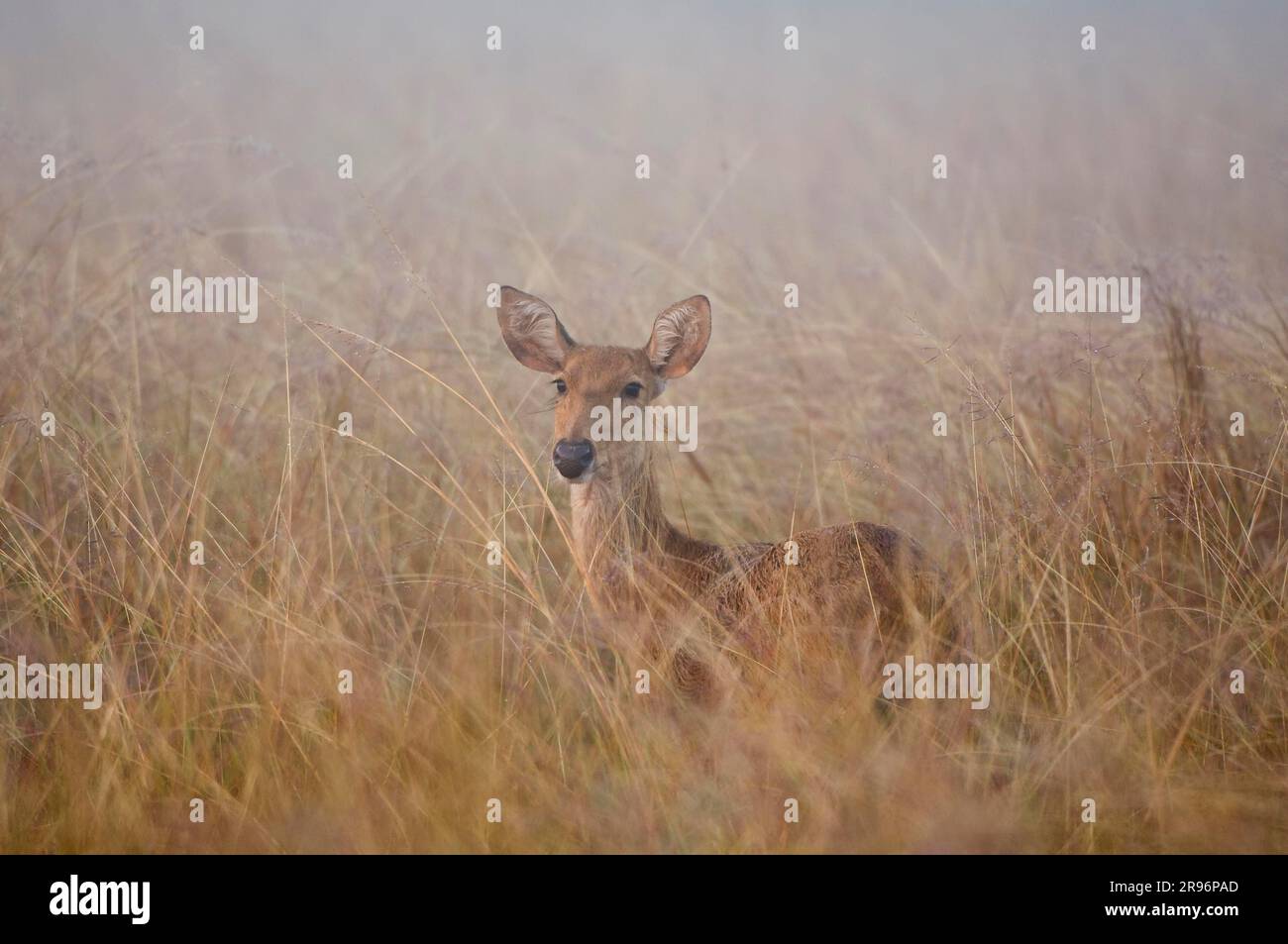 Female barasingha hi-res stock photography and images - Alamy