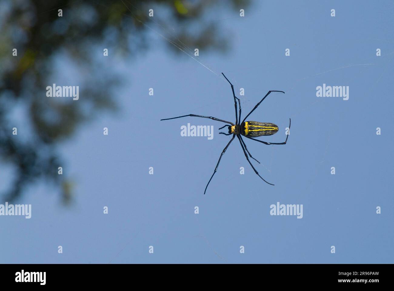 Indian giant wood spider hi-res stock photography and images - Alamy