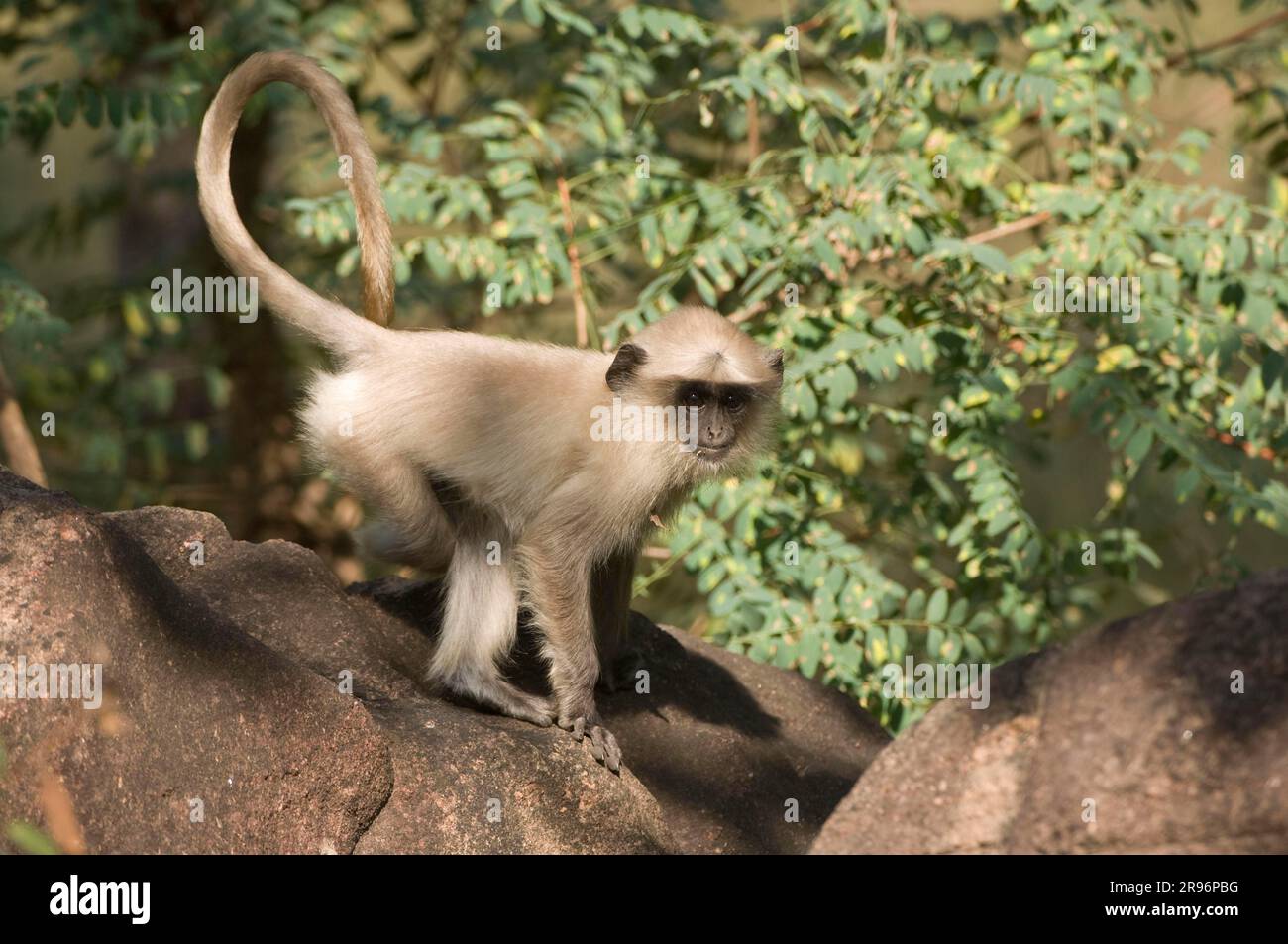 Hanuman Langur, young, Pench national park, Madhya Pradesh, India ...