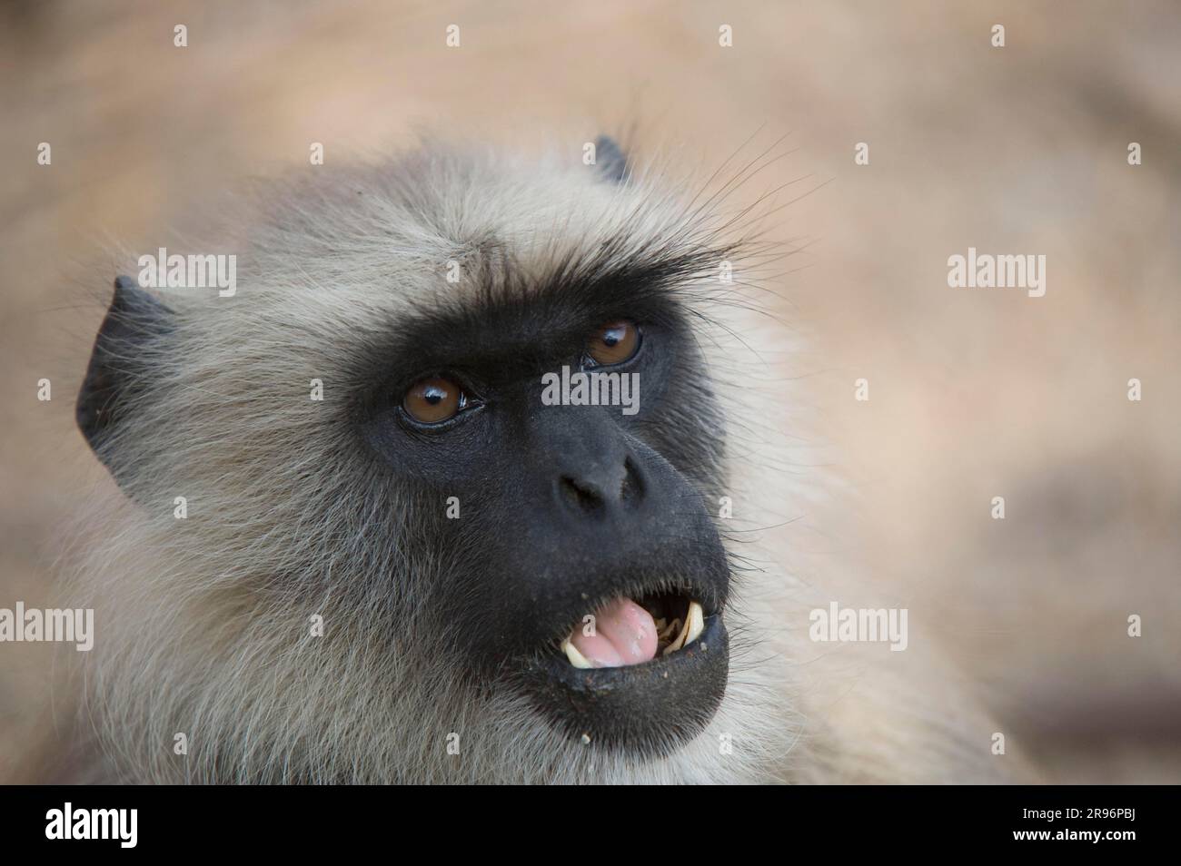 Hanuman Langur, Pench national park, Madhya Pradesh, India (Presbytis ...