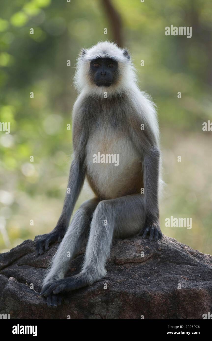 Hanuman Langur, Pench national park, Madhya Pradesh, India (Presbytis ...