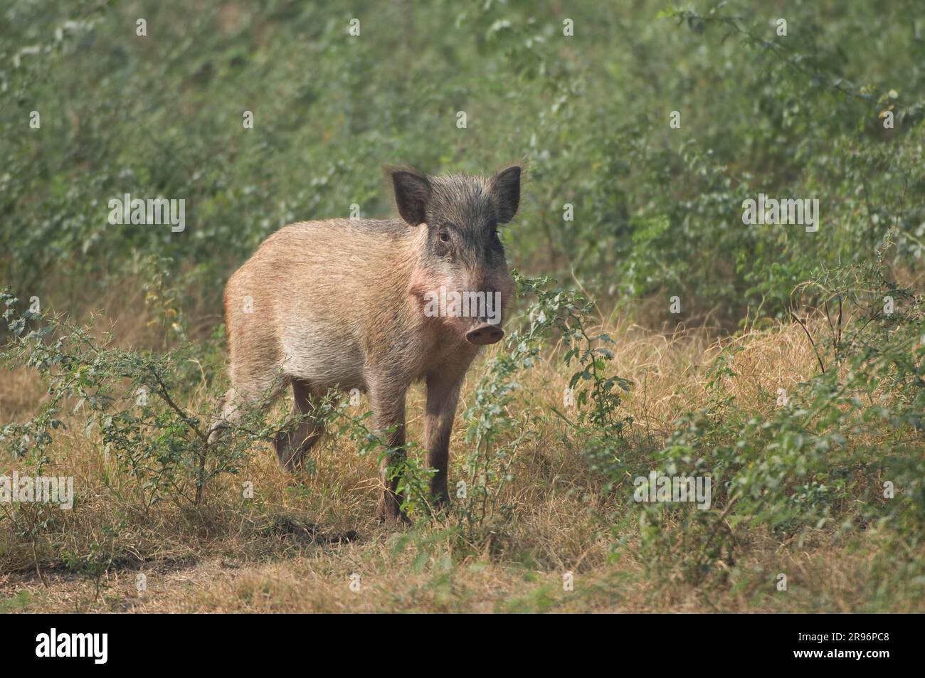 Indian Wild Boar (Sus scrofa), Keoladeo Ghana national park, Rajasthan ...