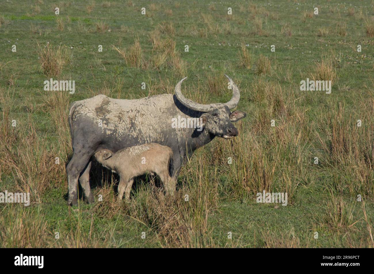 Asian Water Buffalo (Bubalus arnee) (Bos arnee), female nursing calf ...
