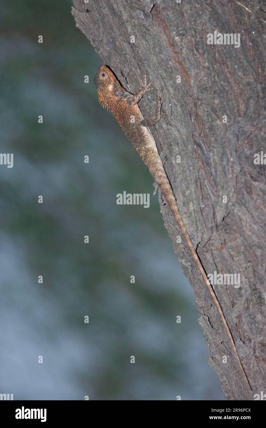 Indian lizard hi-res stock photography and images - Alamy