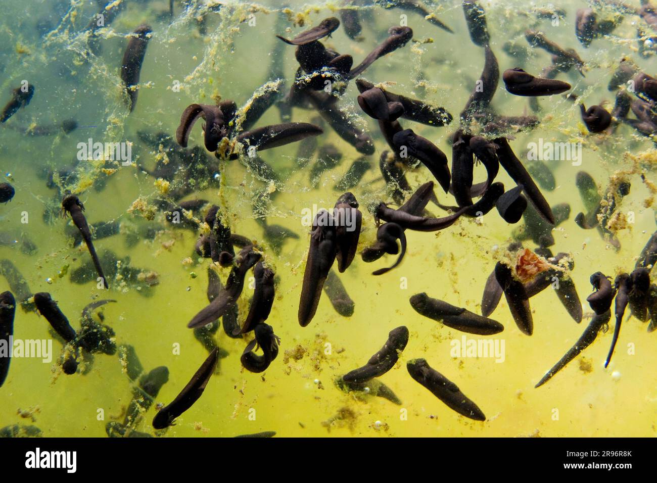 Common frog tadpole hi-res stock photography and images - Alamy