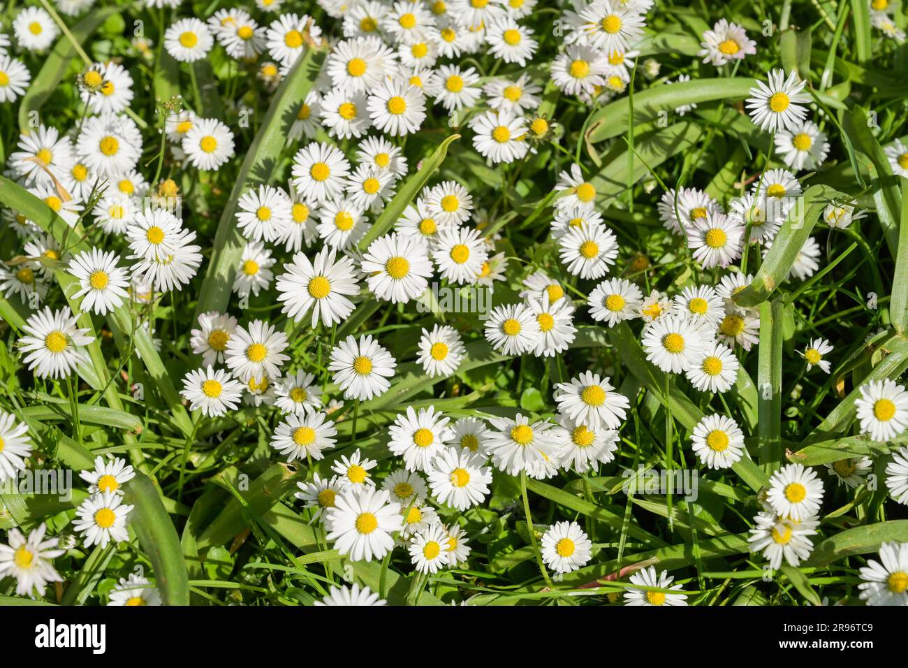 Common daisy (Bellis perennis Stock Photo - Alamy