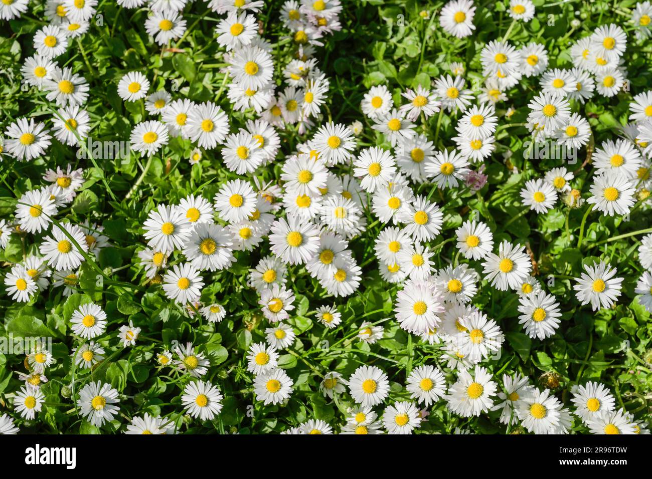 Common daisy (Bellis perennis Stock Photo - Alamy