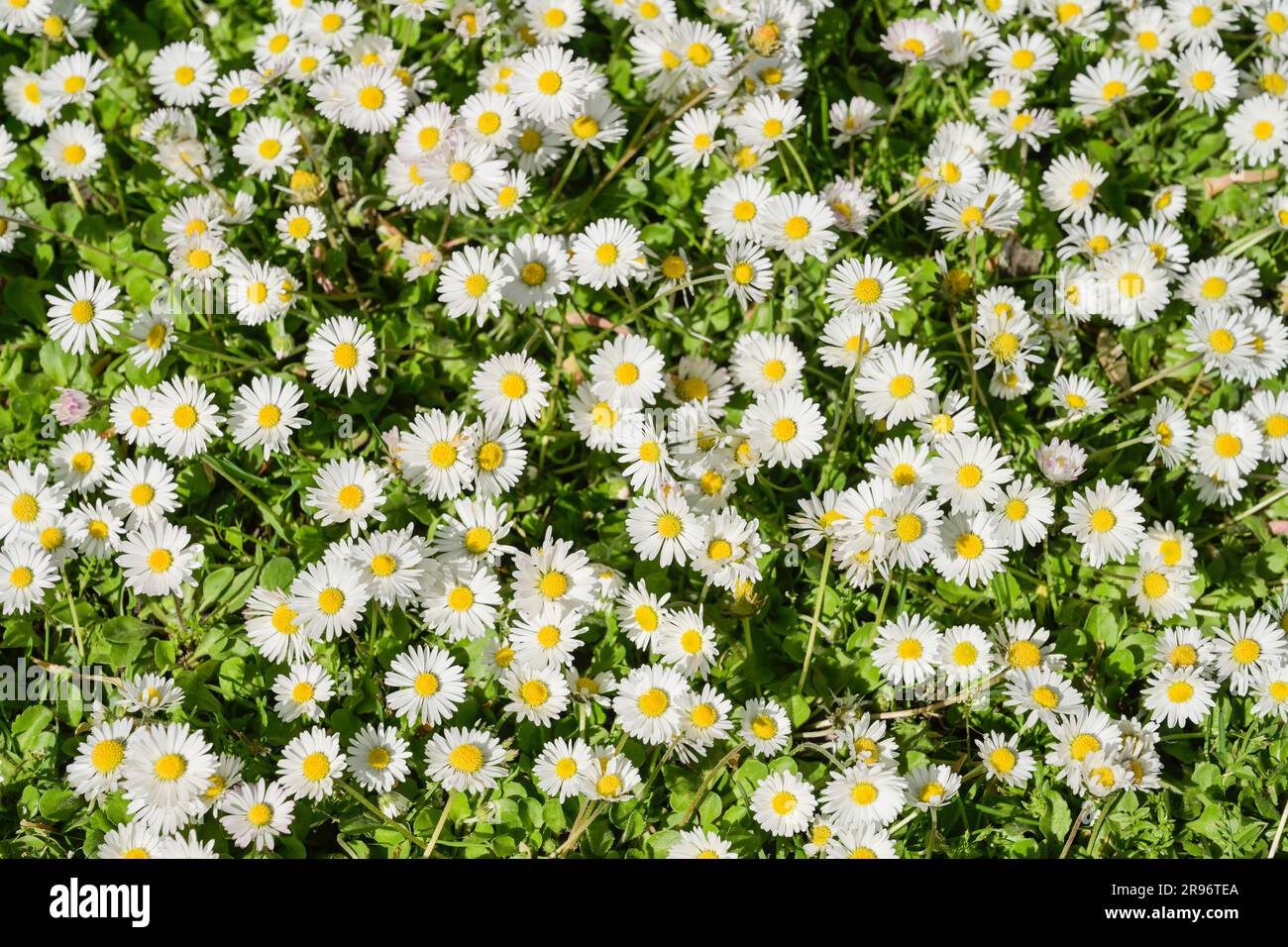 Common daisy (Bellis perennis Stock Photo - Alamy
