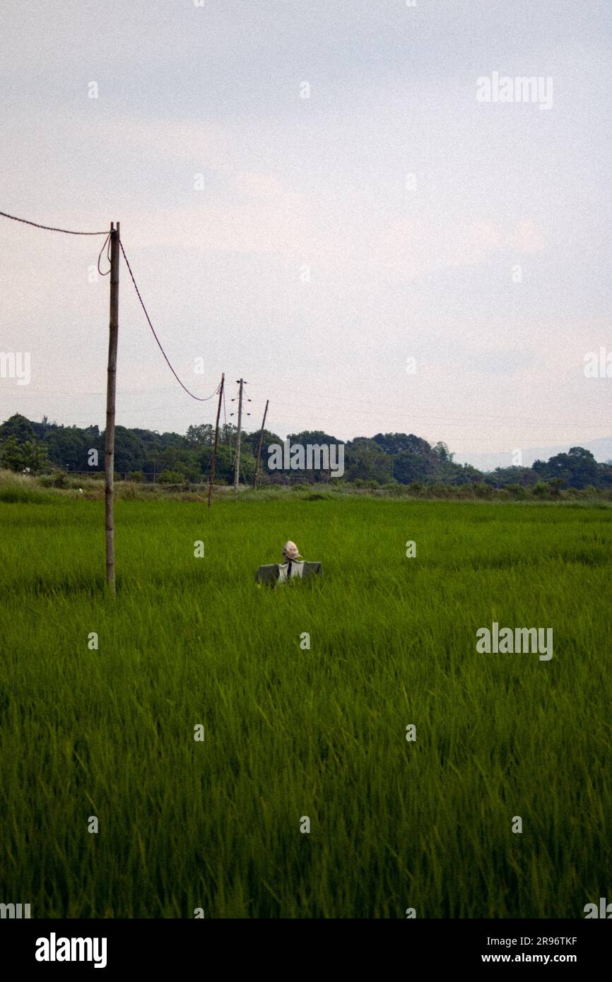 Scarecrow in a rice field in Iba, Philippines Stock Photo - Alamy