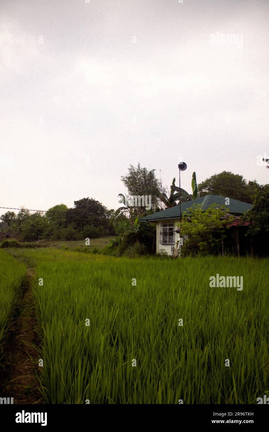 A house next to a rice field in Iba, Philippines Stock Photo - Alamy