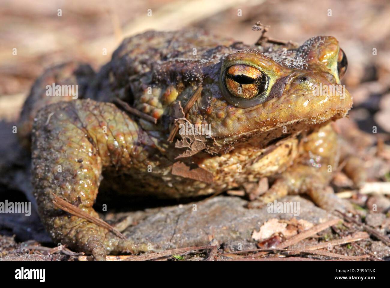 Cute frog detail hi-res stock photography and images - Alamy