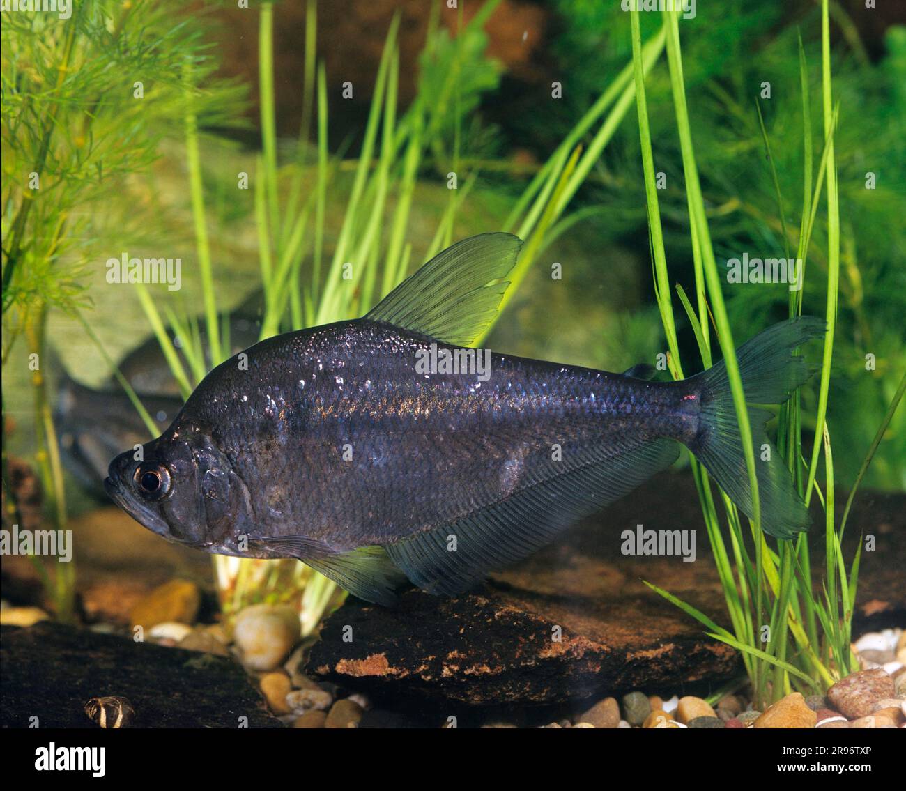 Dwarf tetra (Charax gibbosus), Wax tetra, Glass tetra, Humpback tetra ...