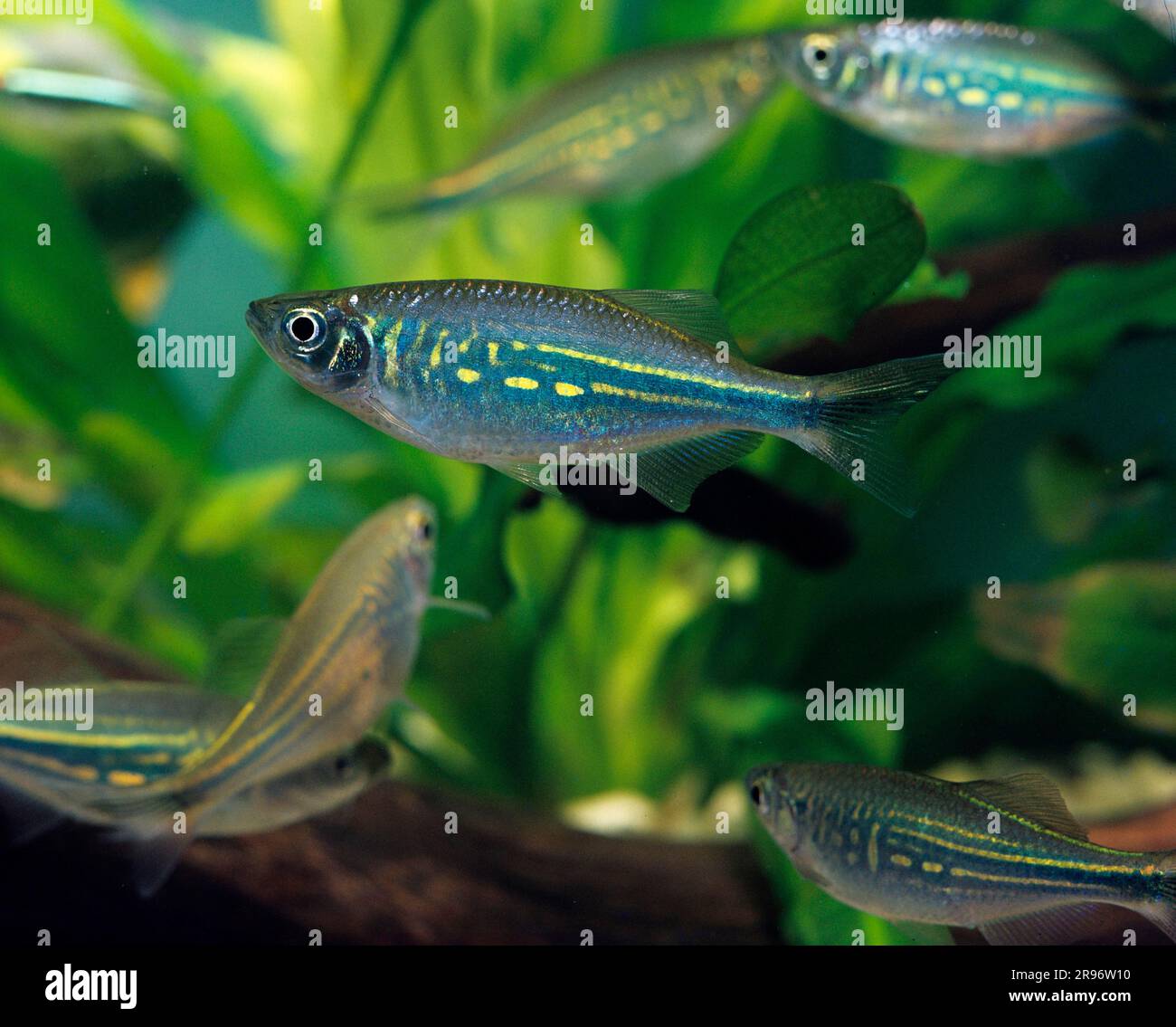 (Danio aequipinnatus) (Brachydanio aequipinnatus), Royal danio, malabar ...