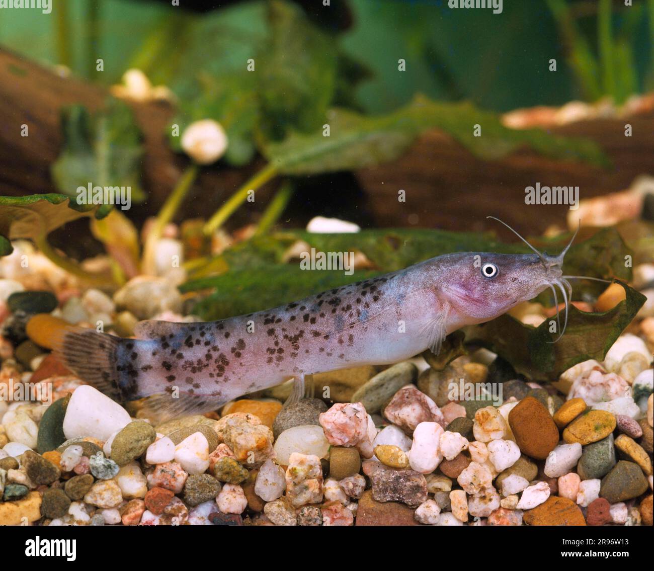 Lateral Malapterus electricus, lateral Stock Photo - Alamy