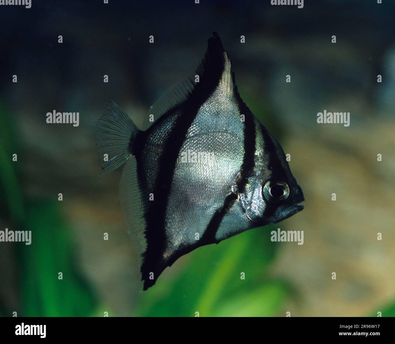 Diamond moonfish (Monodactylus argenteus), lateral Stock Photo - Alamy