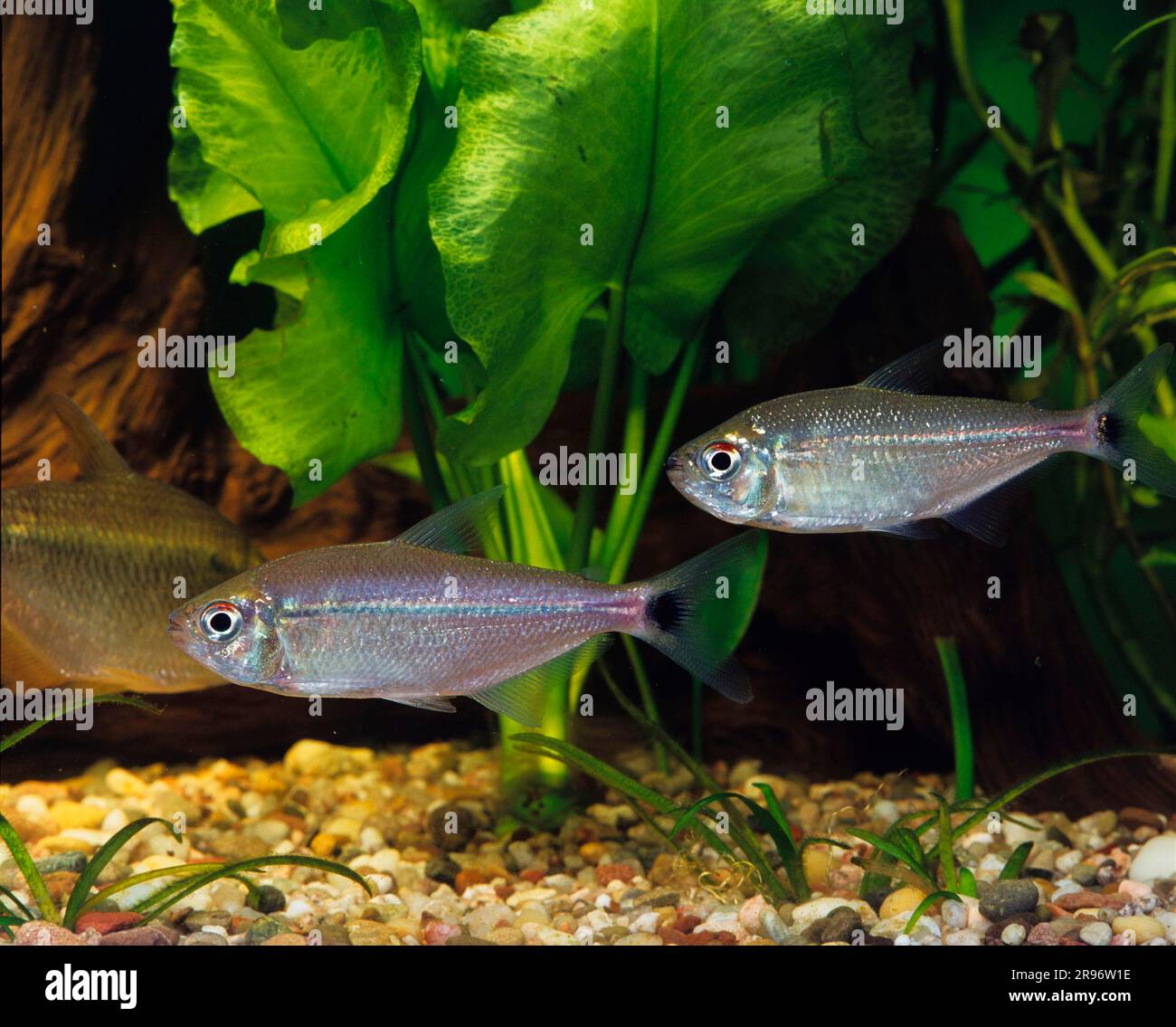 Tetras hi-res stock photography and images - Alamy
