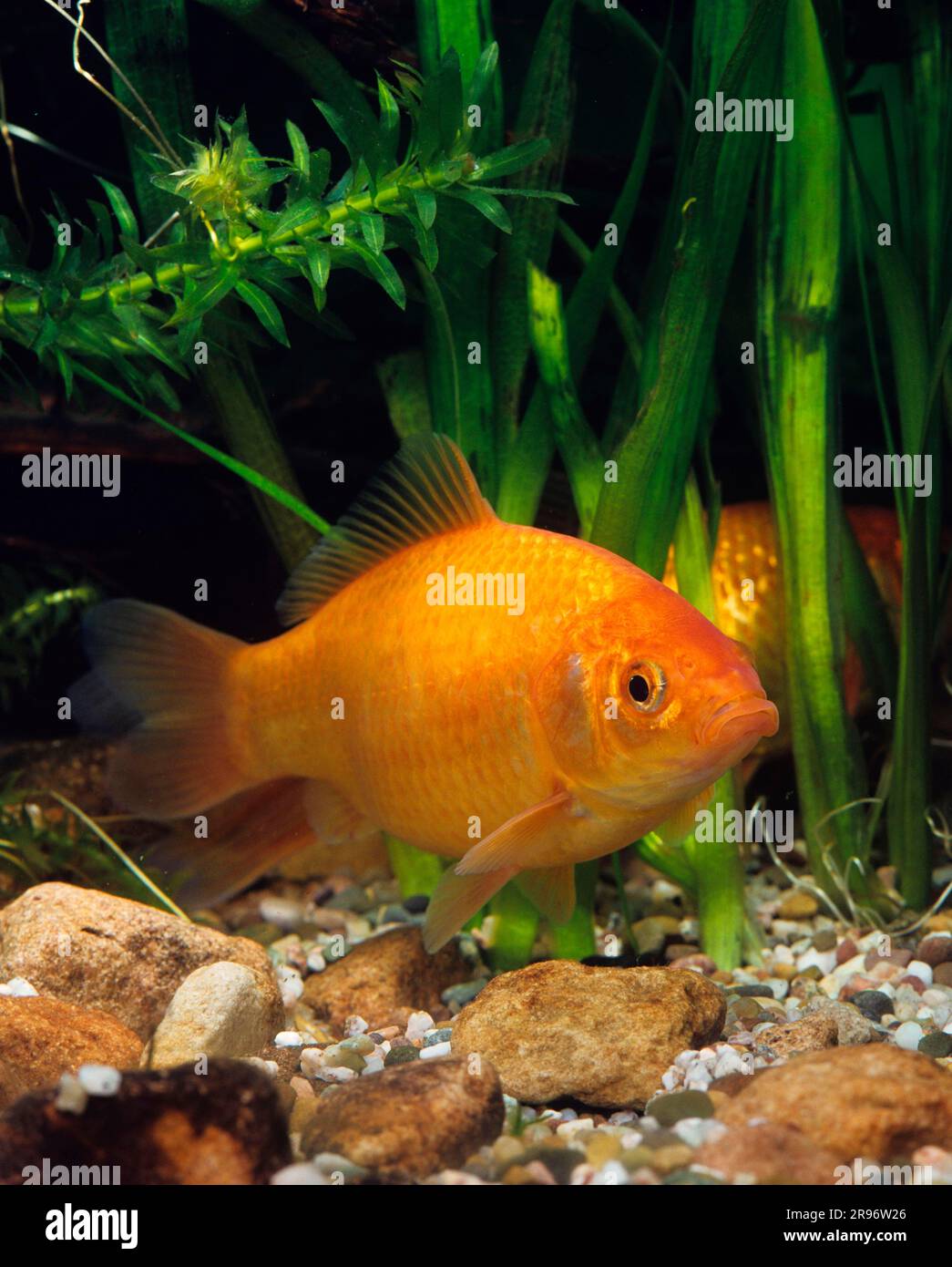 Goldfish (Carassius auratus Stock Photo - Alamy