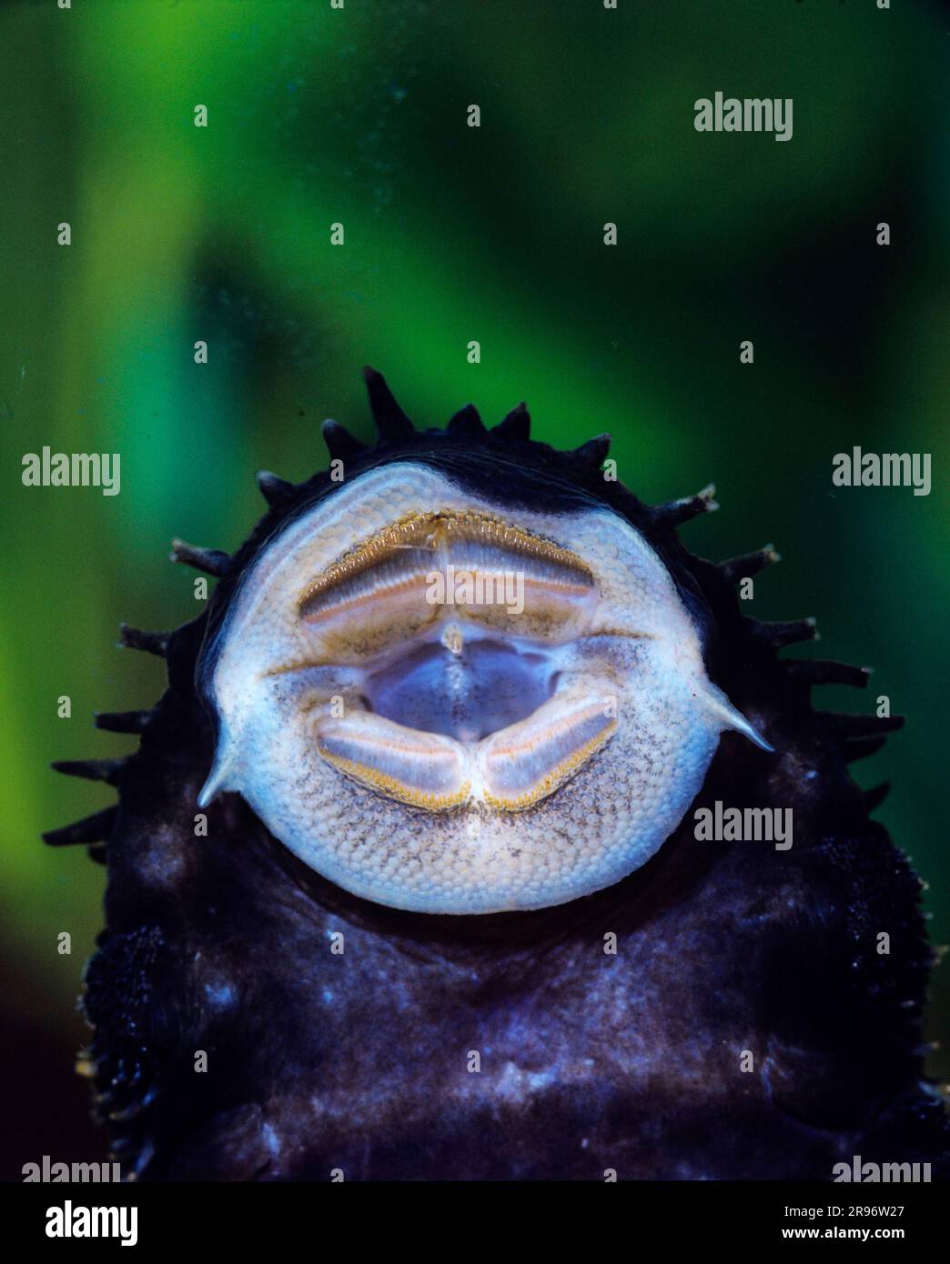 Armored catfish hi-res stock photography and images - Alamy