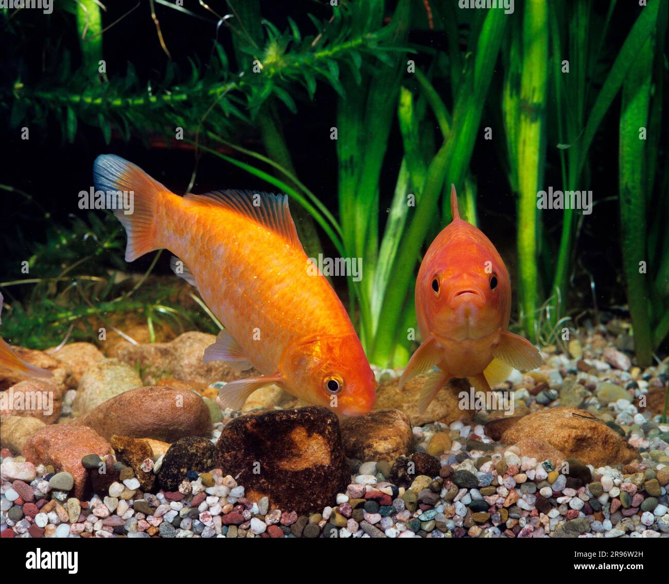 Goldfish (Carassius auratus Stock Photo - Alamy