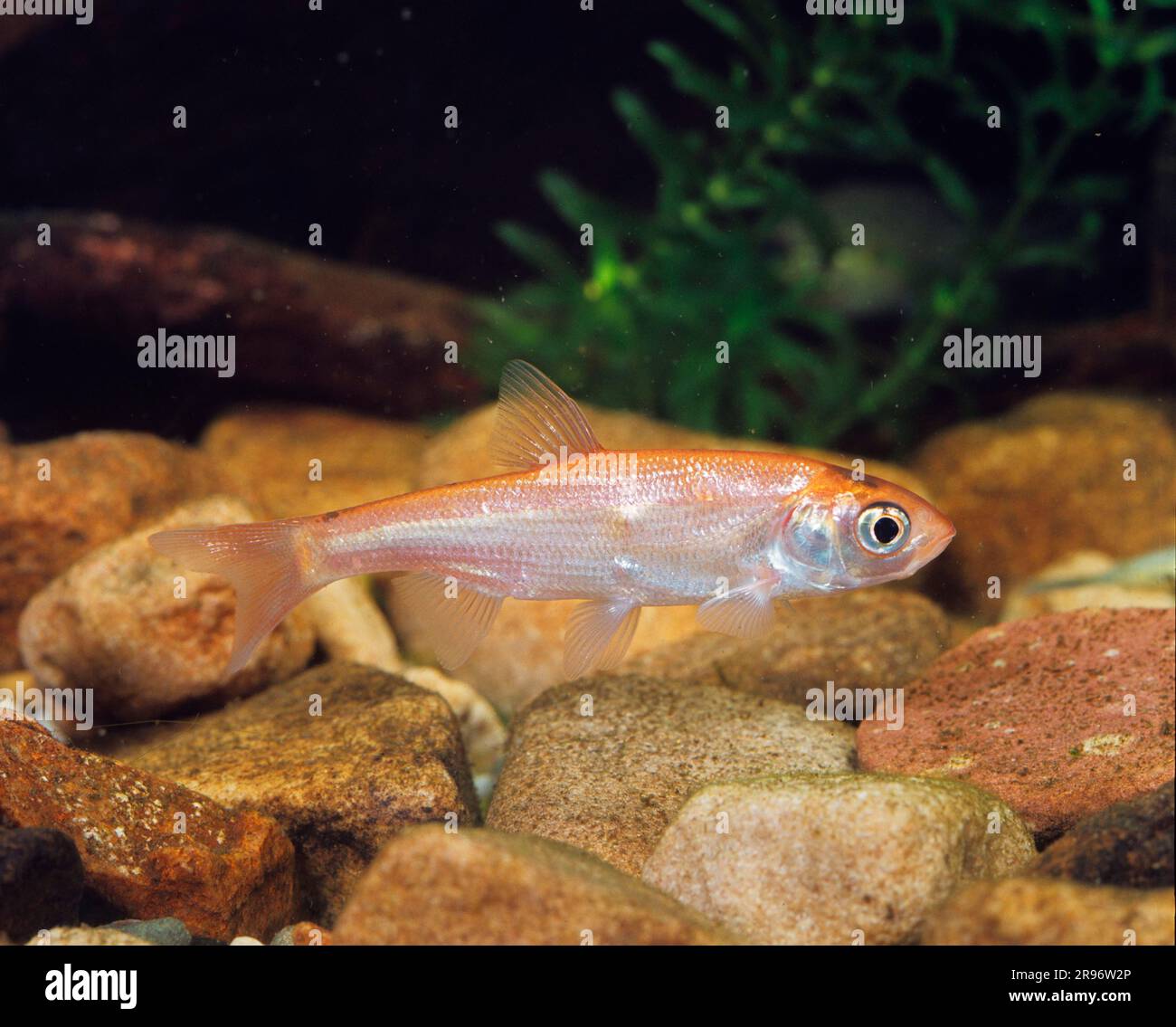 Aland underwater hi-res stock photography and images - Alamy