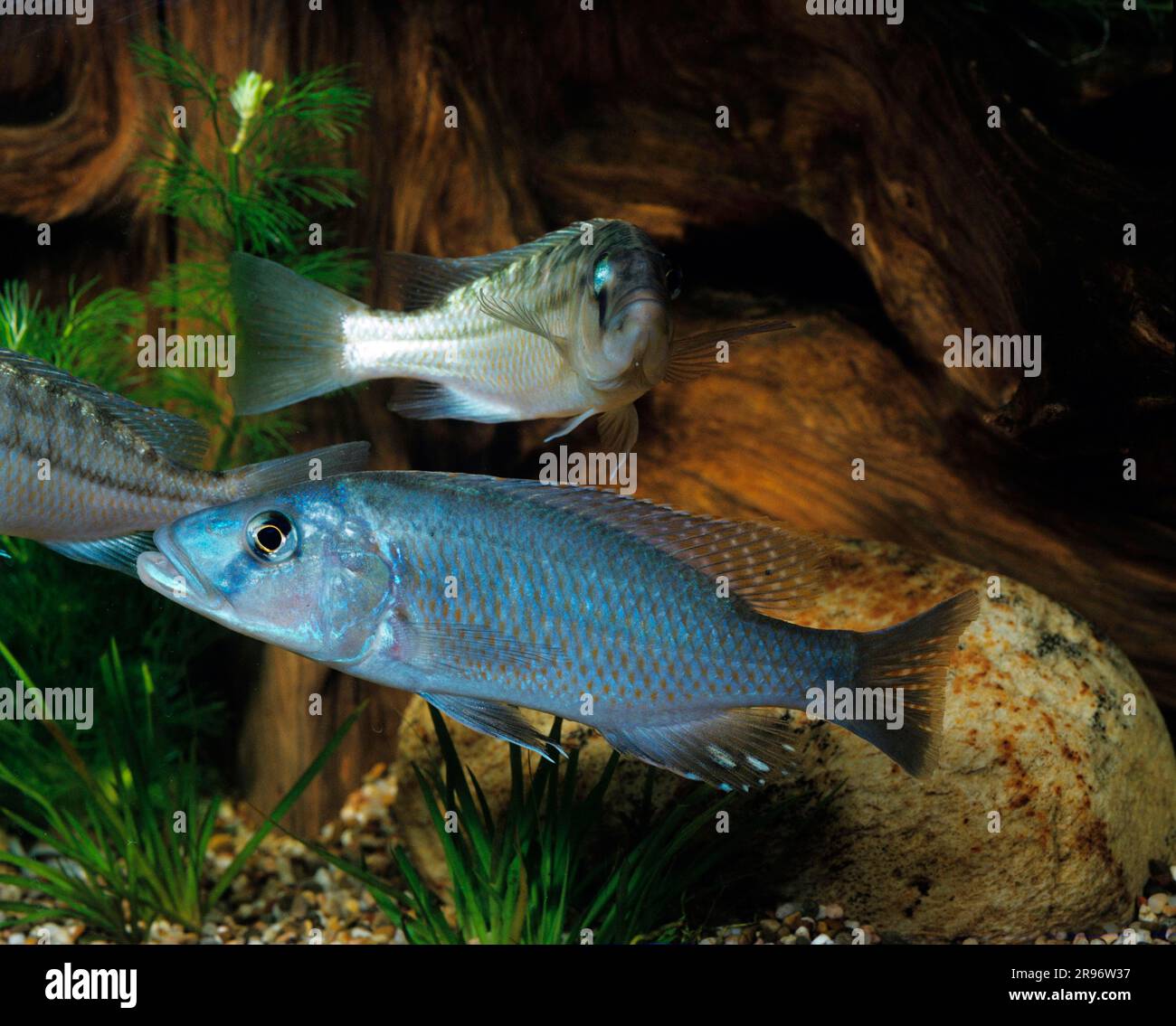 Haplochromis hi-res stock photography and images - Alamy
