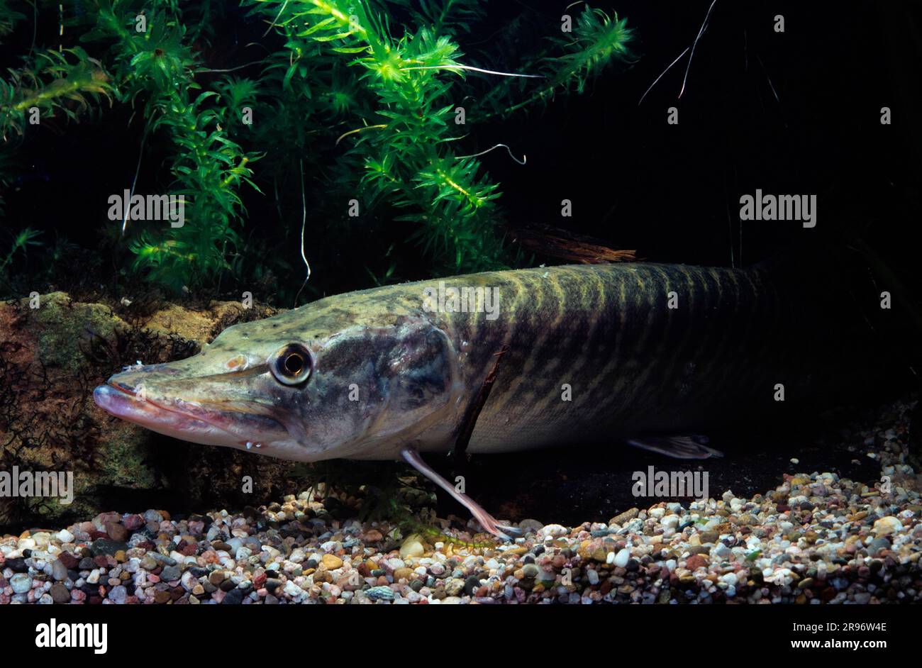 Common pike hi-res stock photography and images - Alamy