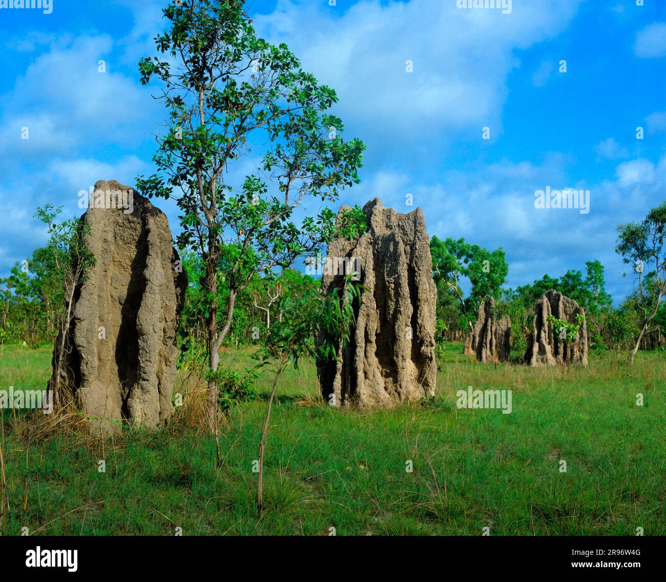 Termite mound, termite building, Australia Stock Photo - Alamy