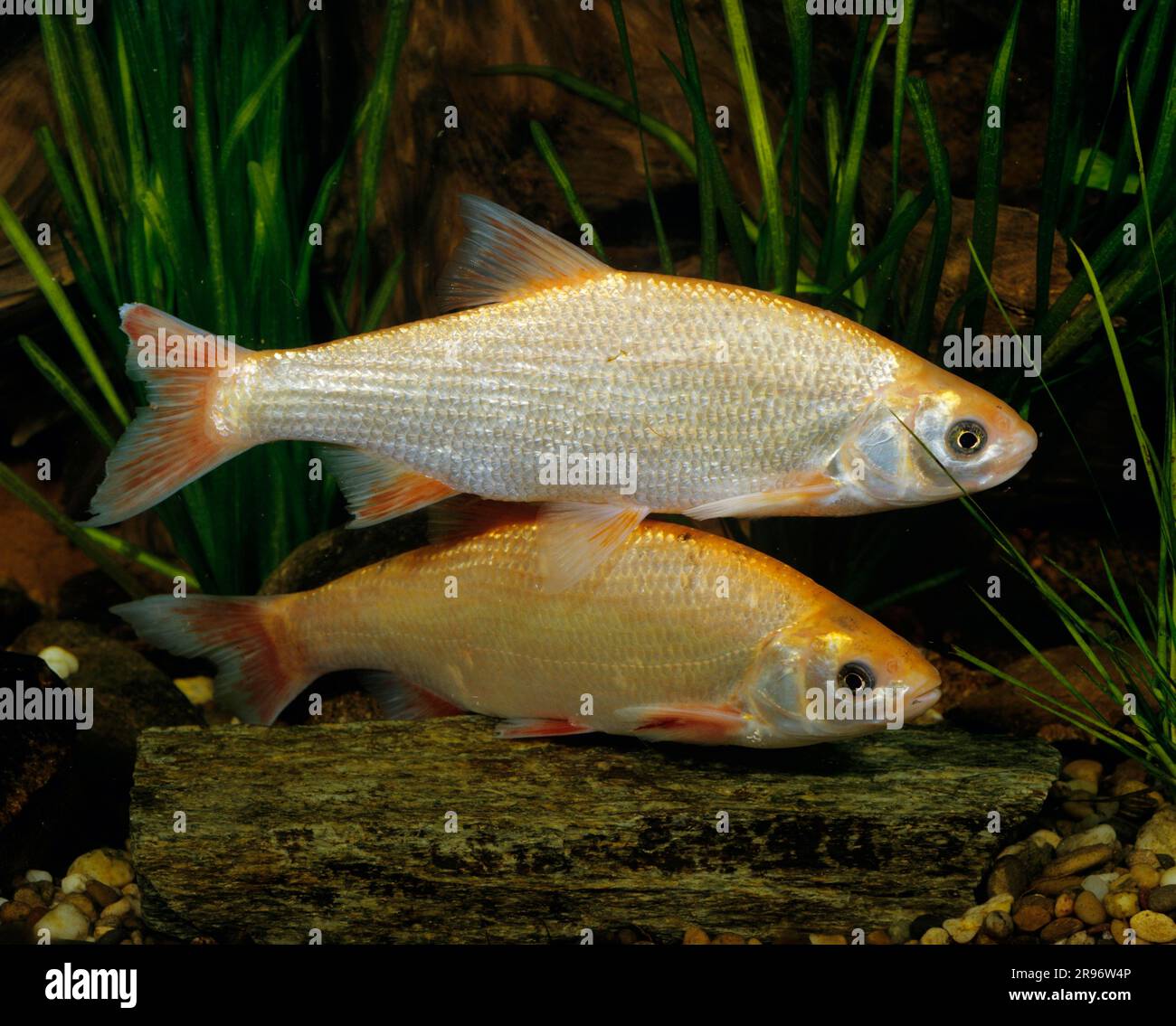 Nerfling hi-res stock photography and images - Alamy