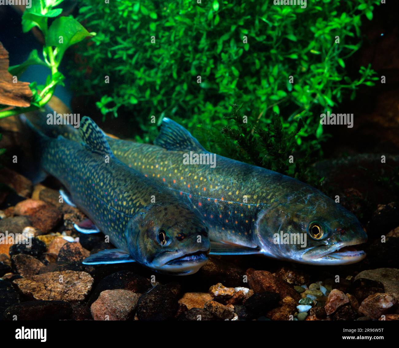 Brook trout - speckled trout (Salvelinus fontinalis Stock Photo - Alamy