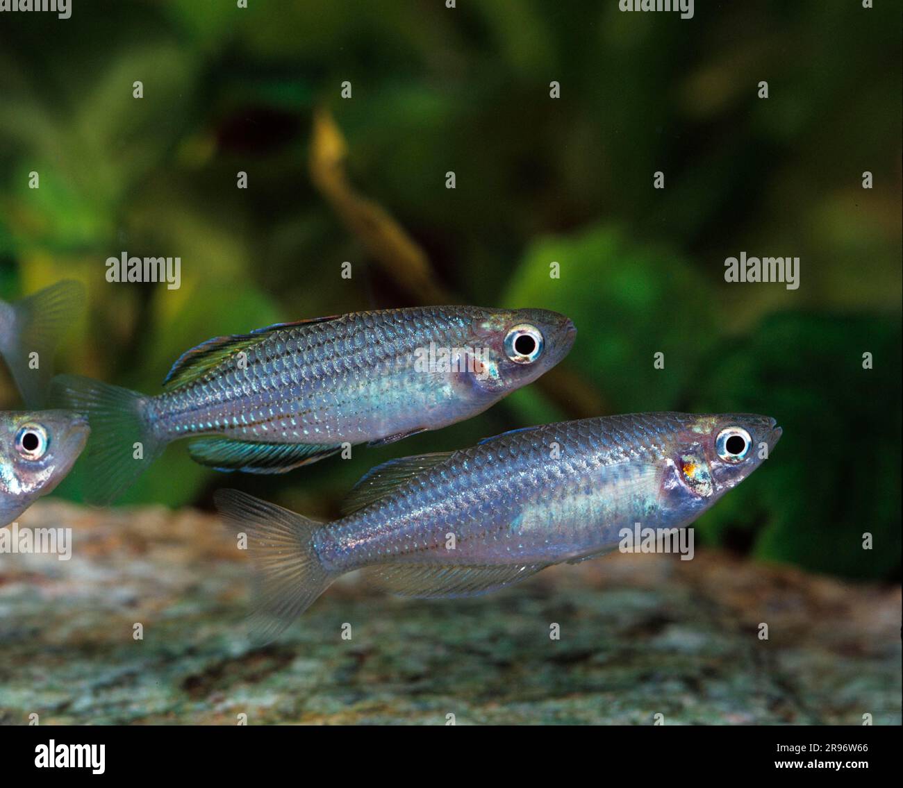 Rainbow fish australia hi-res stock photography and images - Alamy